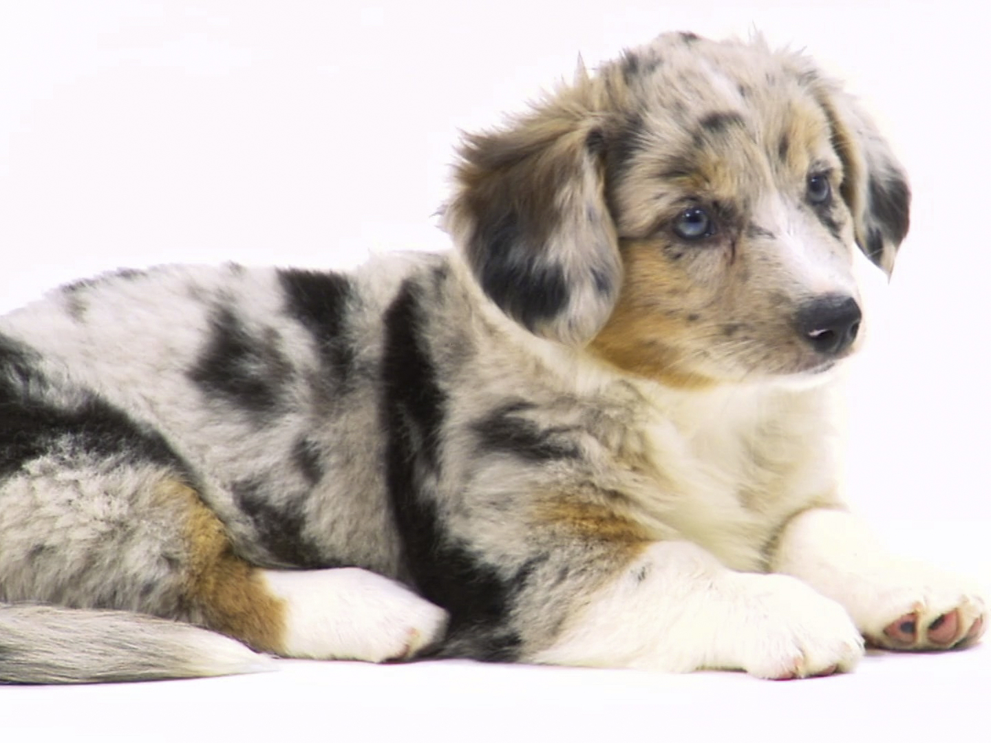 Prime Video: Dogs 101 - Season 2