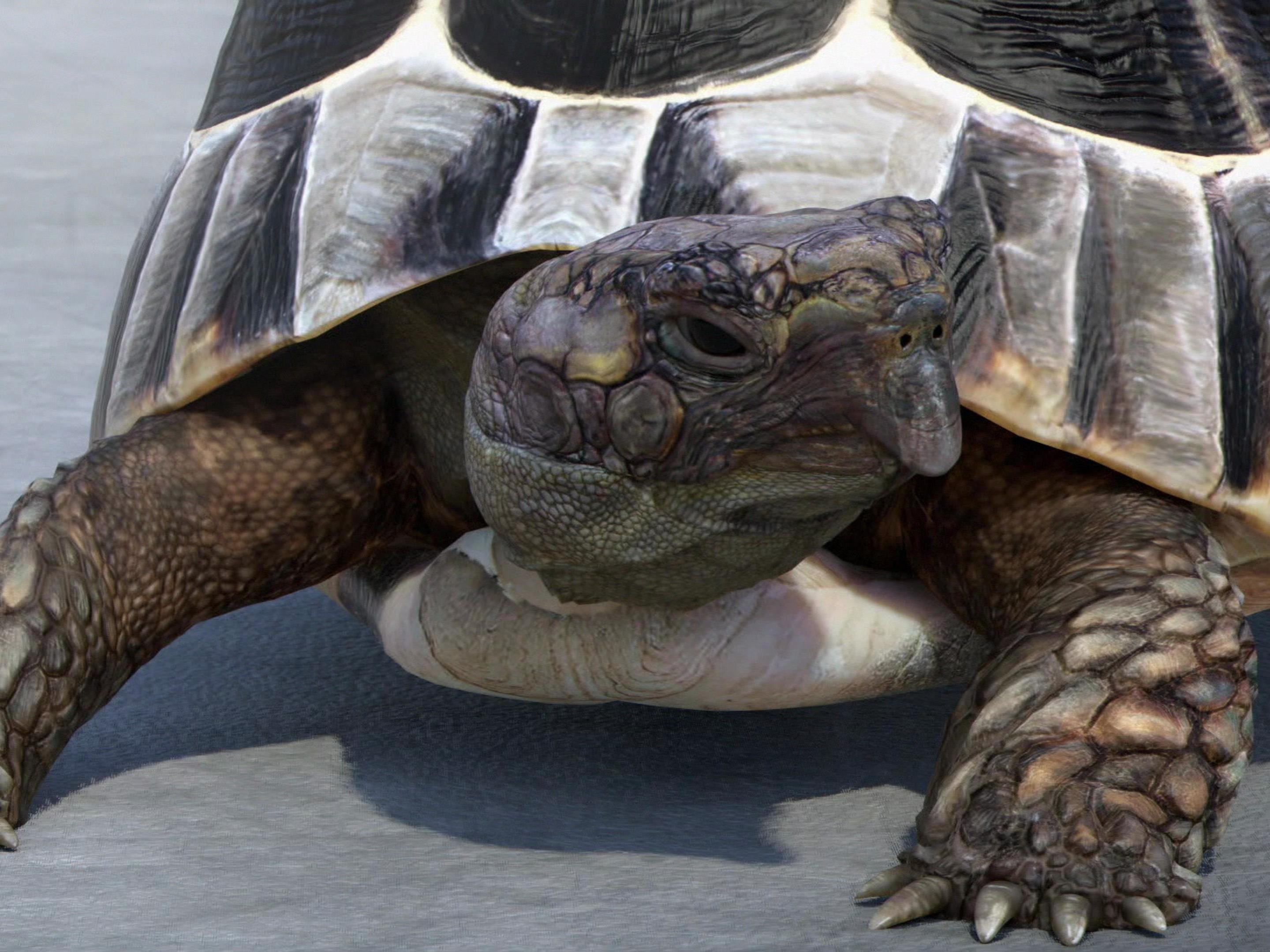 Prime Video: Athleticus Season 1