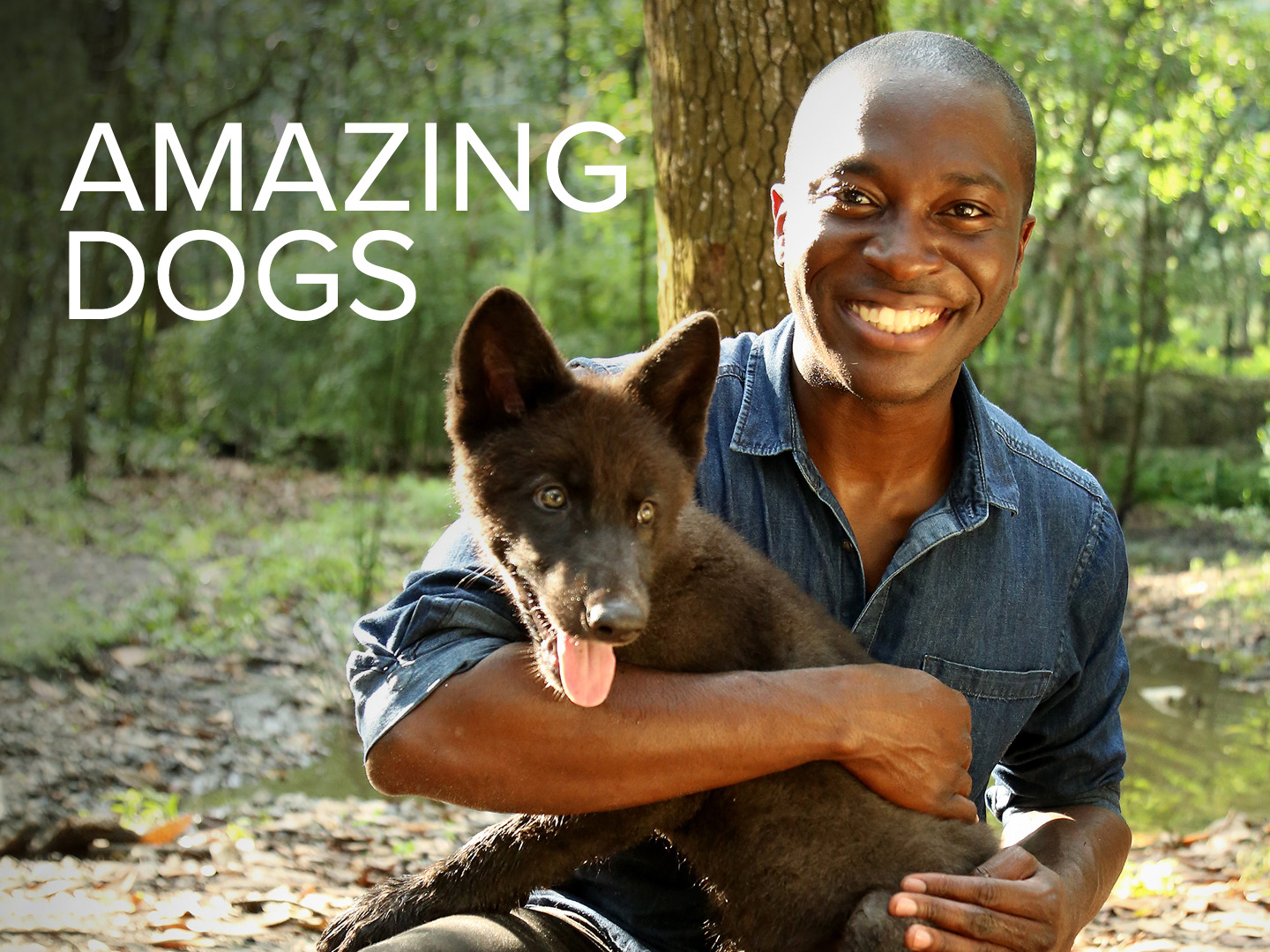 Prime Video: Amazing Dogs - Season 1