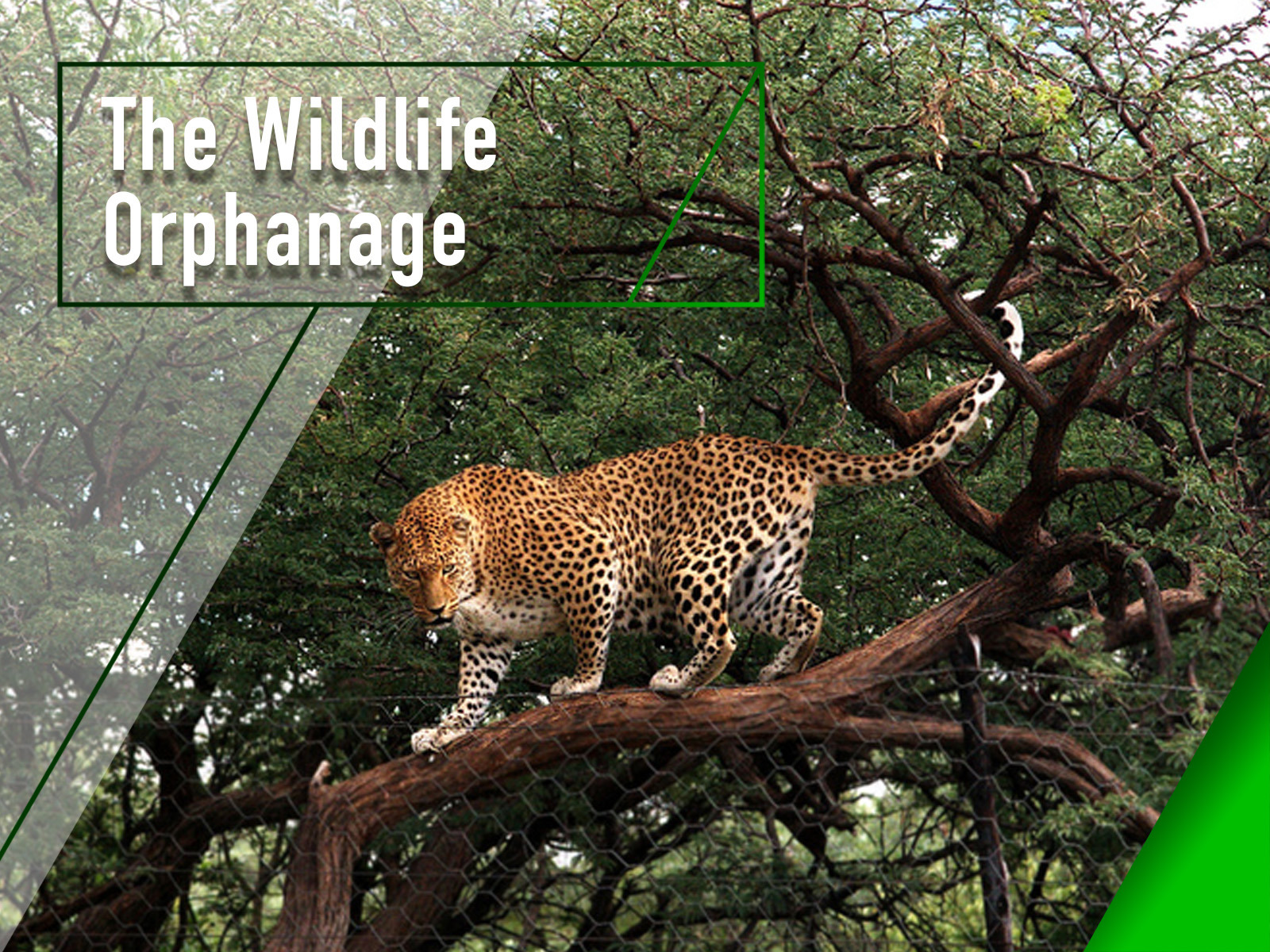 Prime Video: The Wildlife Orphanage