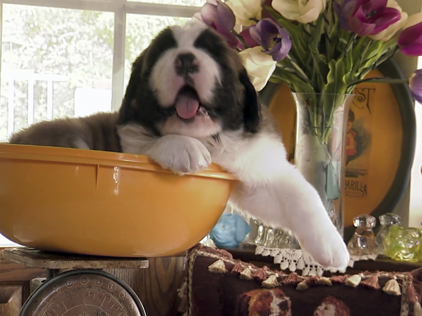 Prime Video: Too Cute! - Season 3