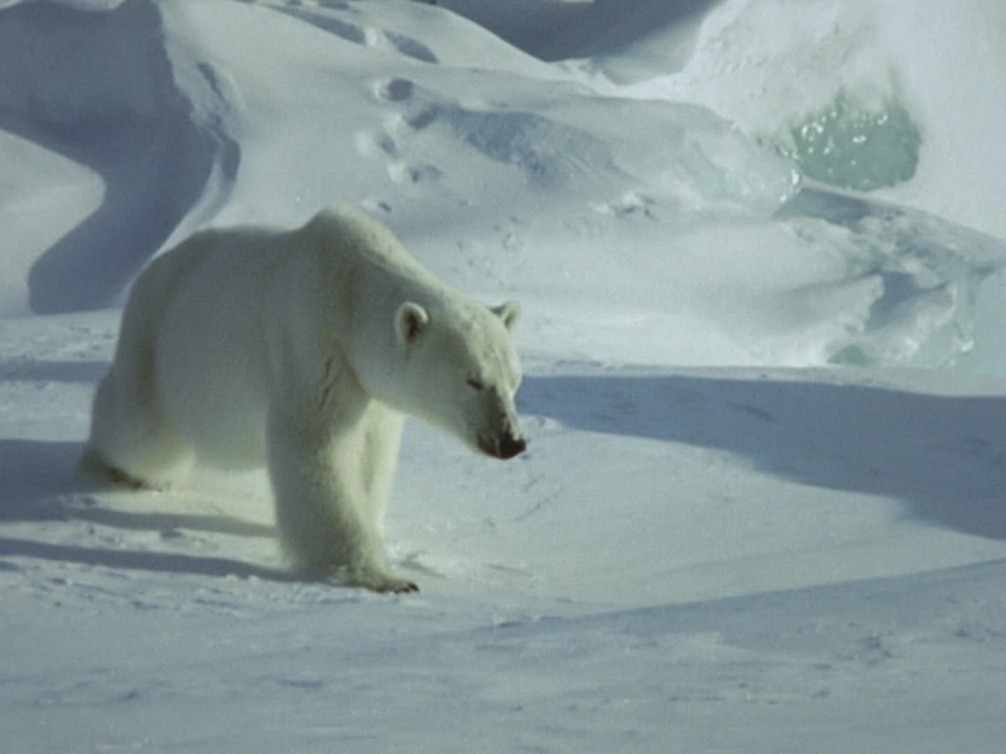Prime Video: Wildest Europe - Season 1