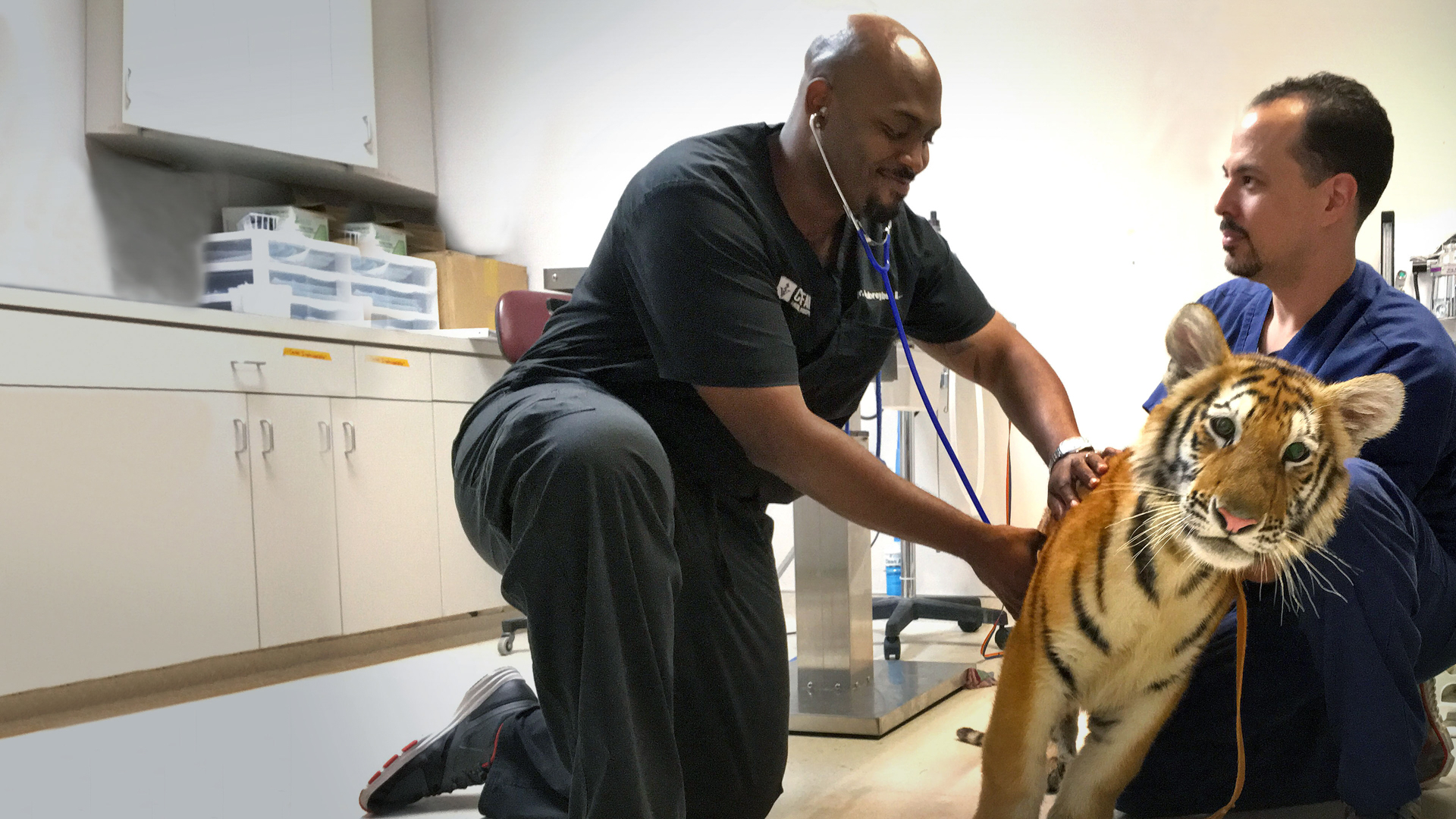 Prime Video: The Vet Life: Extreme Animal Encounters - Season 2