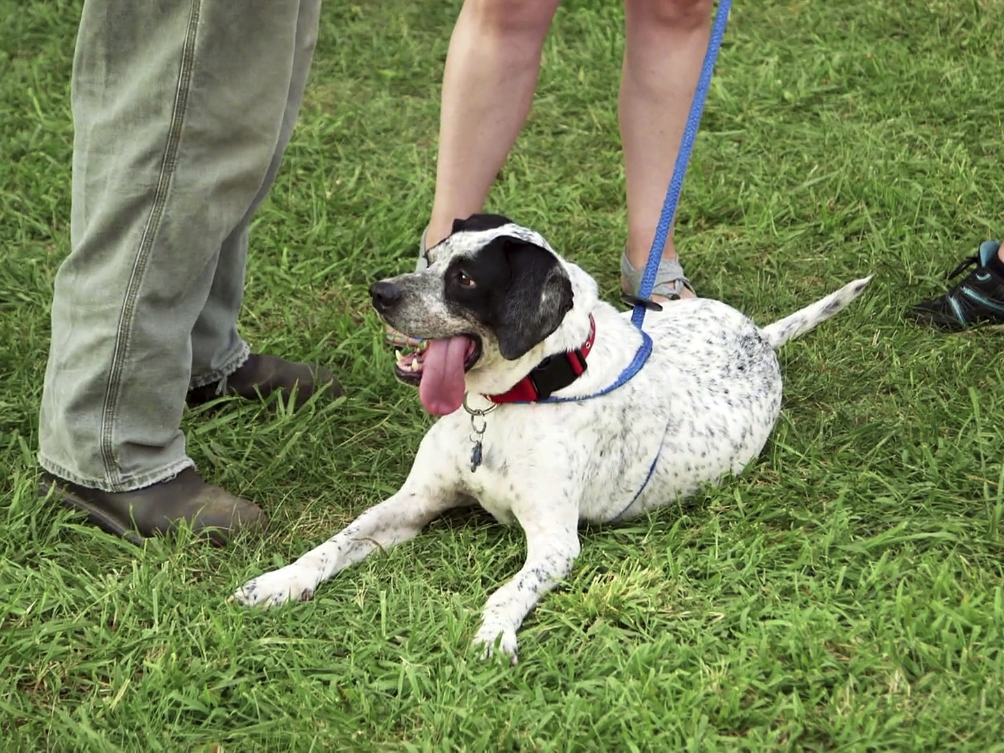 Prime Video: Pet Nation Renovation - Season 1