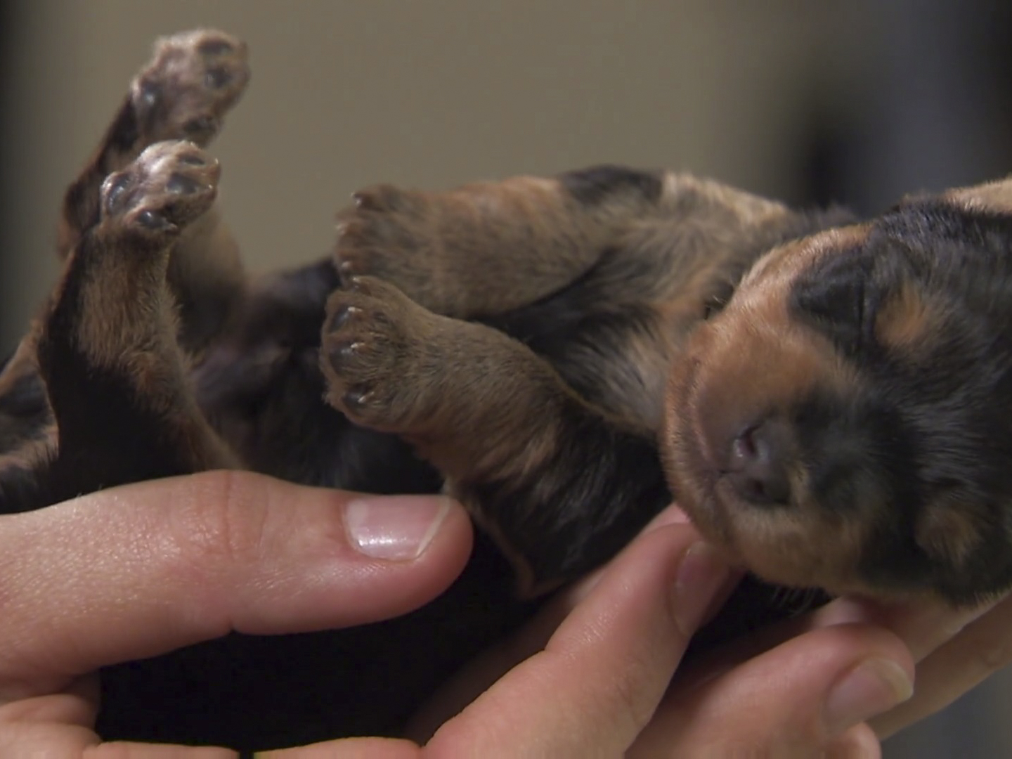 Prime Video: Too Cute! - Season 4