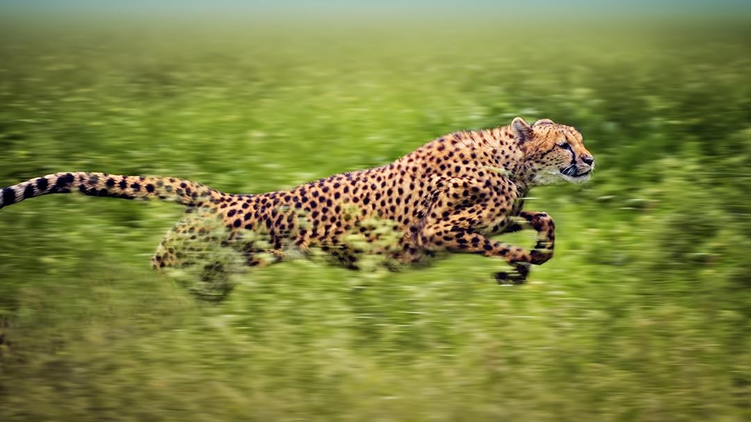 Prime Video: Man, Cheetah, Wild - Season 1