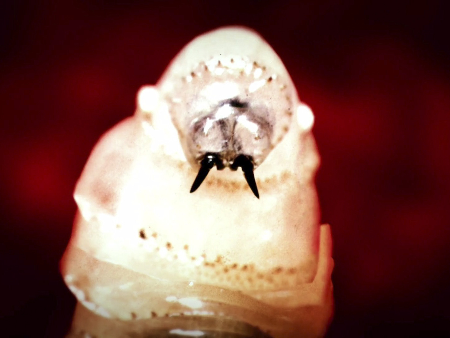 Prime Video: Monsters Inside Me - Season 1