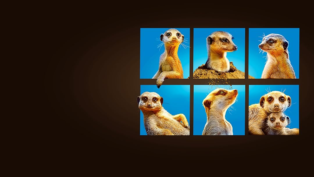 Prime Video: Meet The Meerkats - Season 1