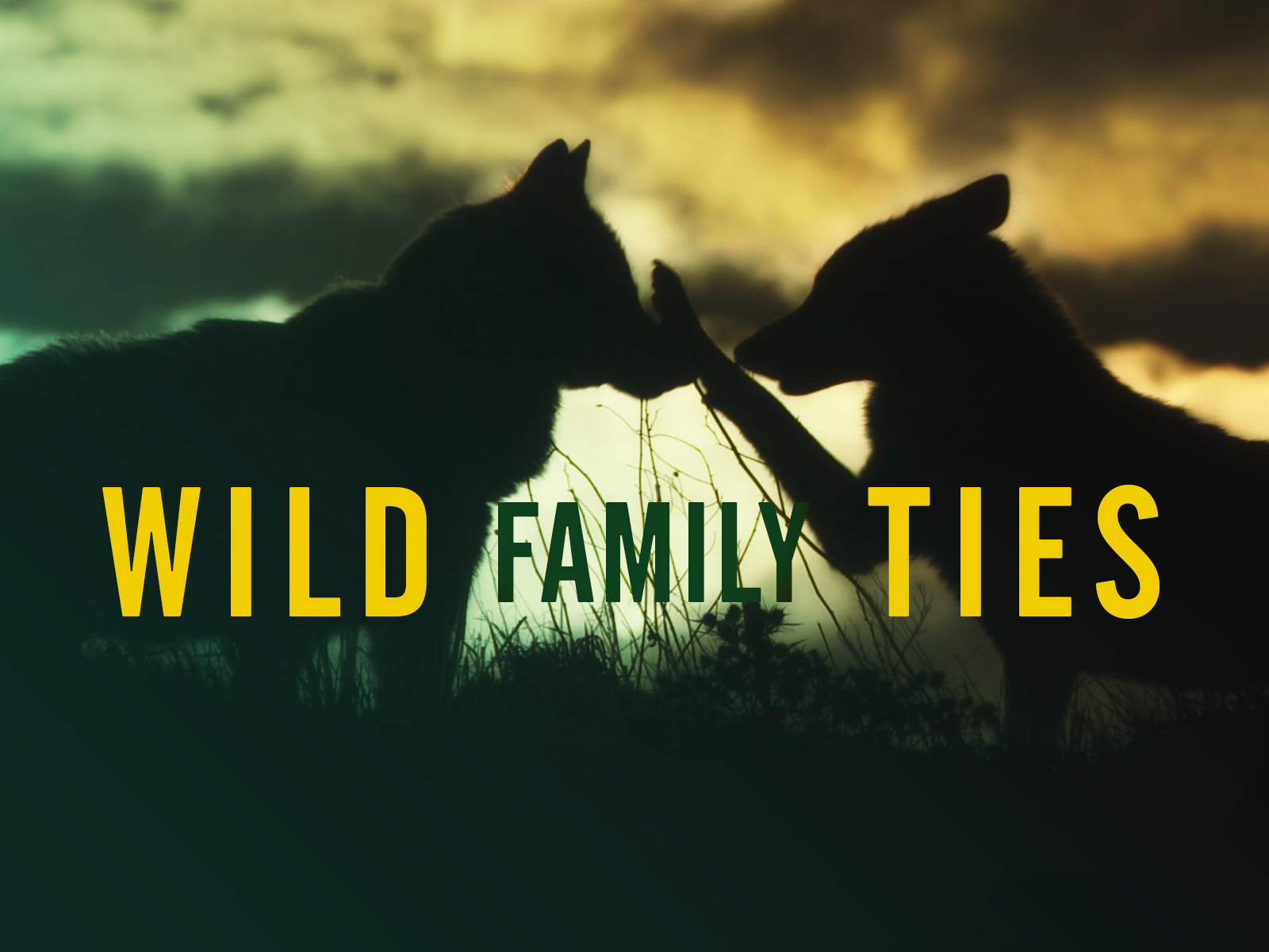 Prime Video: Wild Family Ties