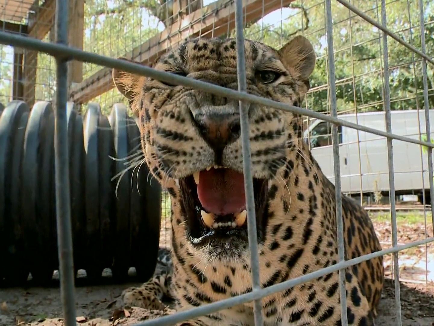 Prime Video: Swamp Brothers - Season 1