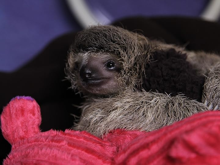 Prime Video: Meet The Sloths - Season 1