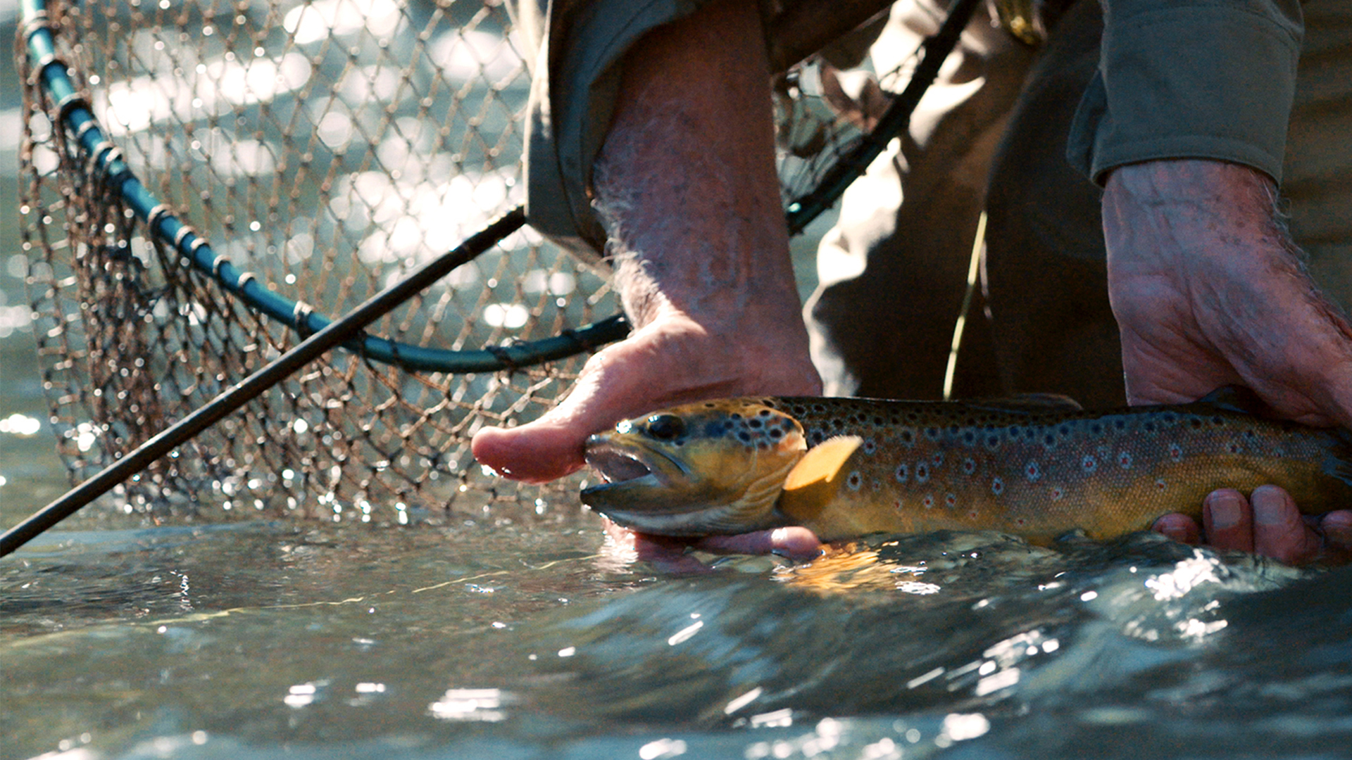 Watch Live The Stream: The Story of Joe Humphreys | Prime Video