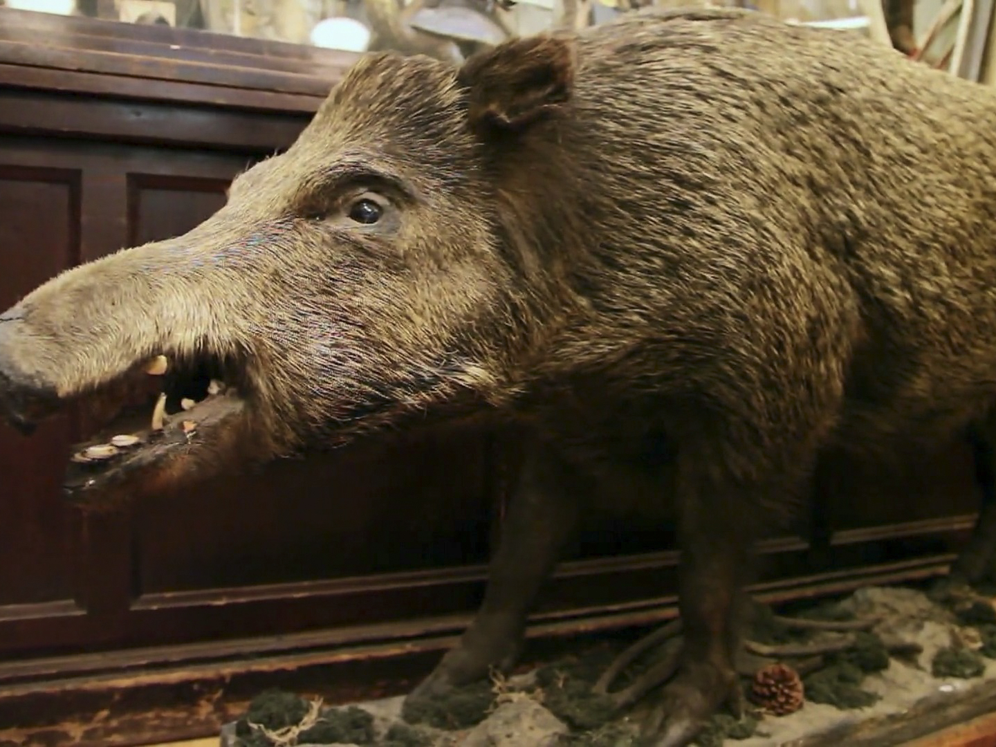 Prime Video: Oddities - Season 4