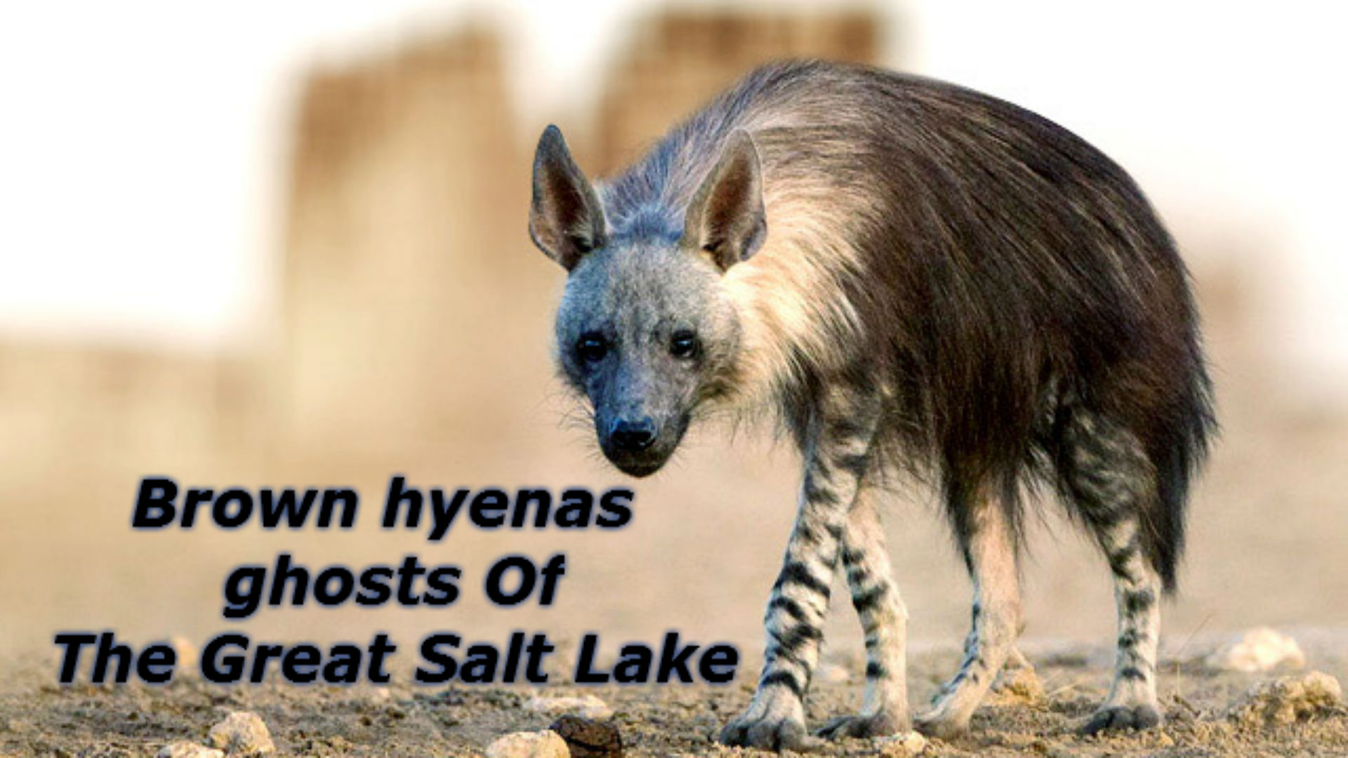 Amazon.co.jp: Brown hyenas ghosts Of The Great Salt Lakeを観る | Prime Video