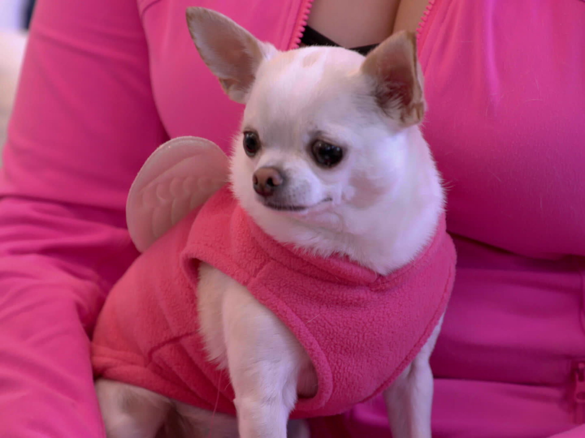 Prime Video: Vanderpump Dogs - Season 1