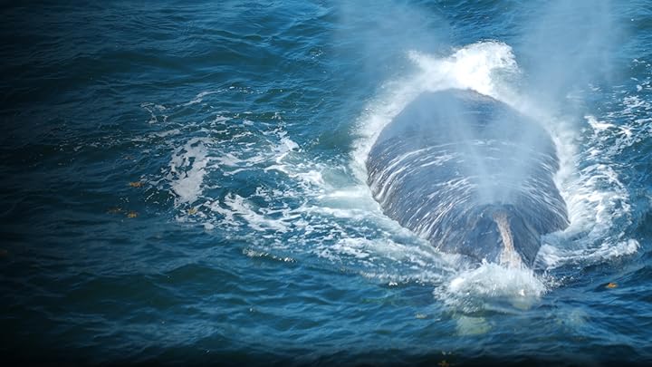 Amazon.com: Saving the Right Whale : Maev Beaty, Nadine Pequeneza ...