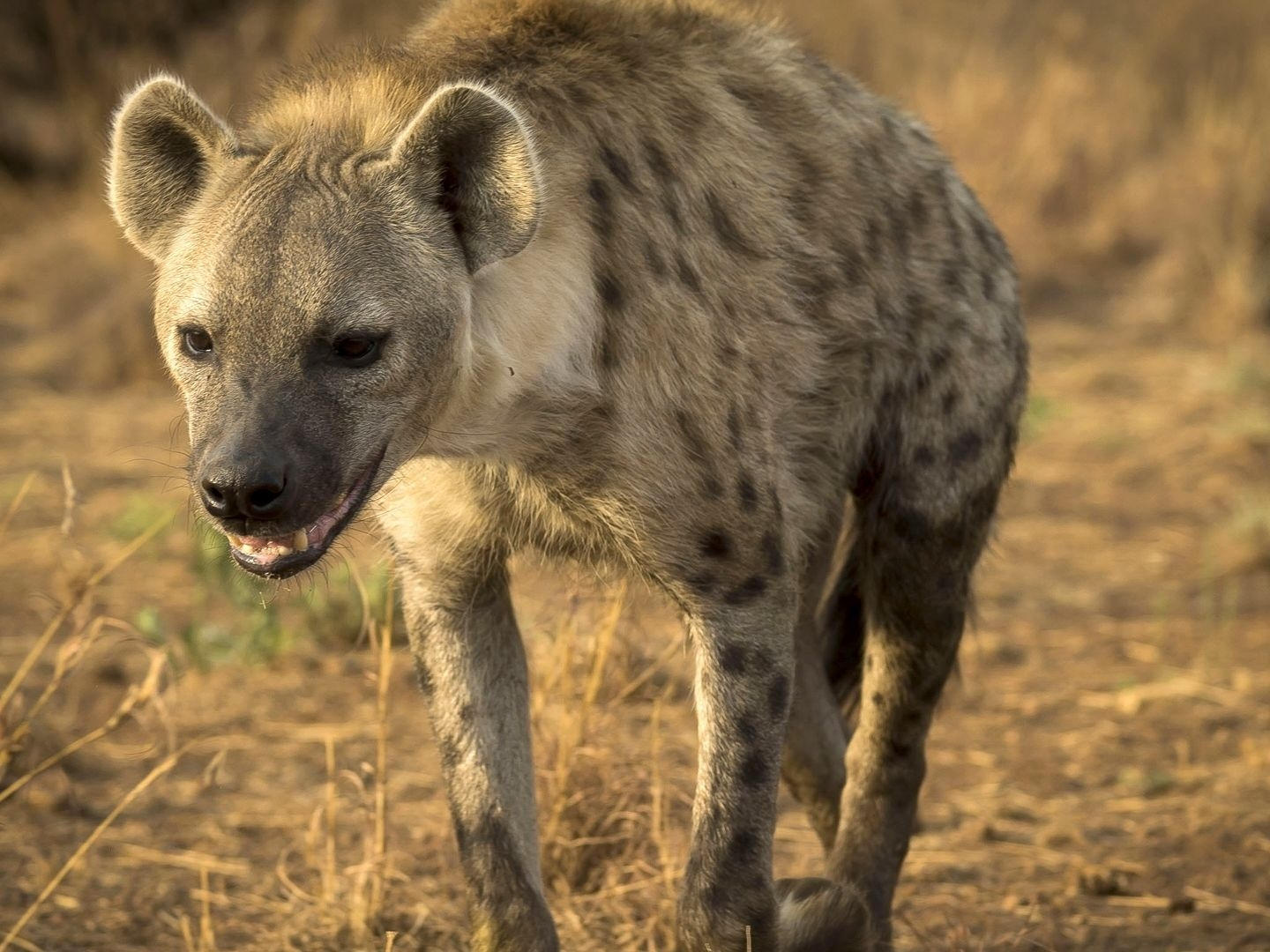 Prime Video: Predators Up Close with Joel Lambert - Season 1