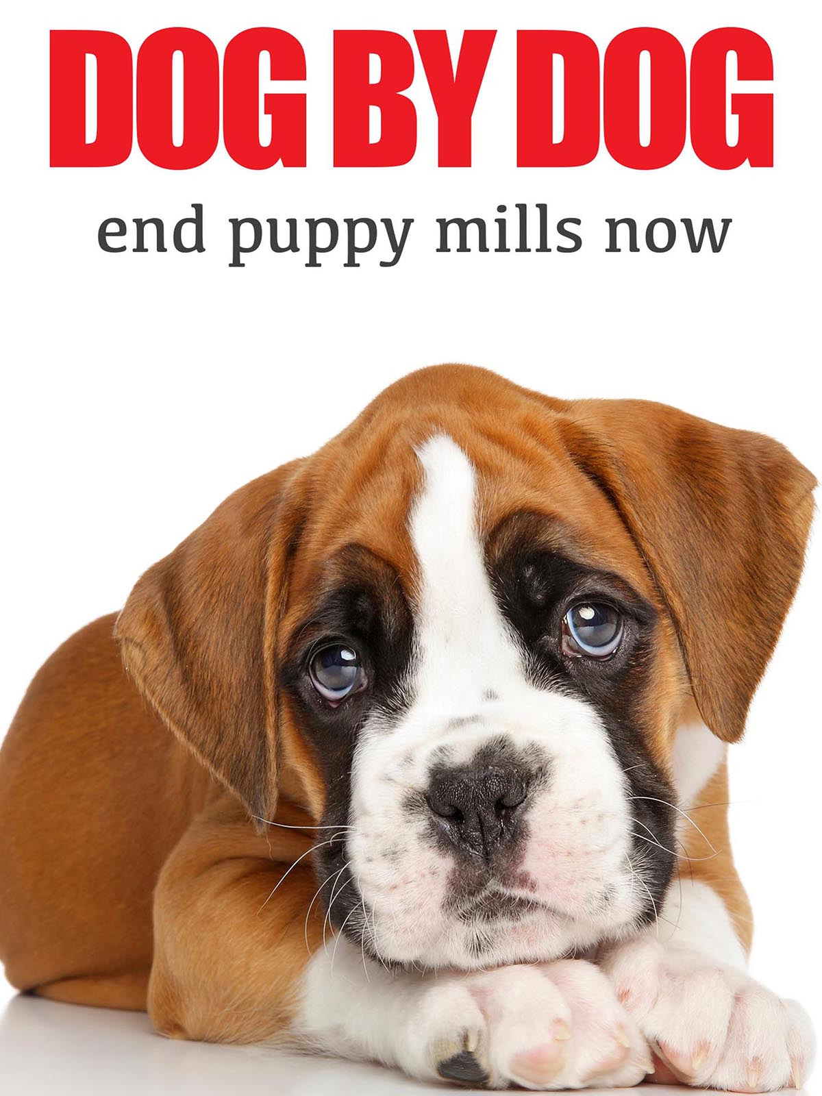 Prime Video: Dog By Dog