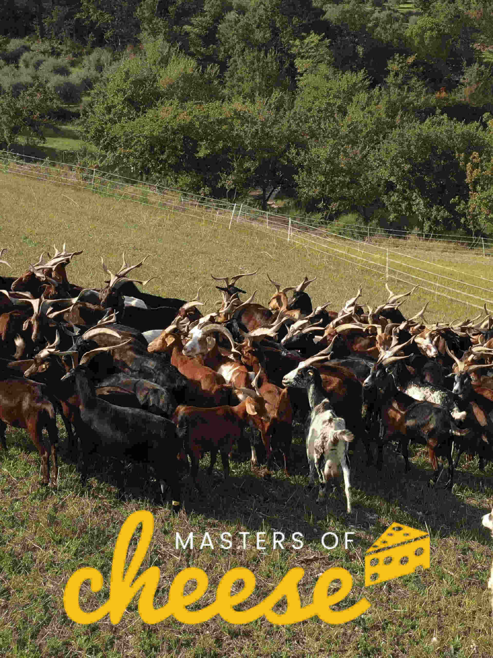 Prime Video: Masters of cheese
