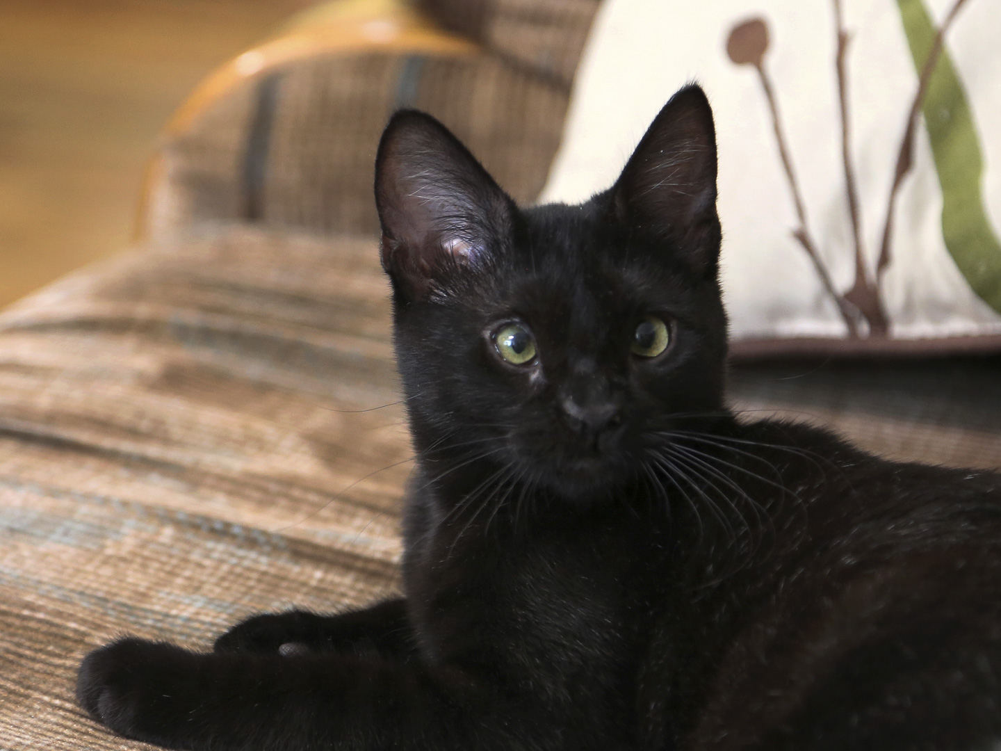 Prime Video: My Cat From Hell - Season 9