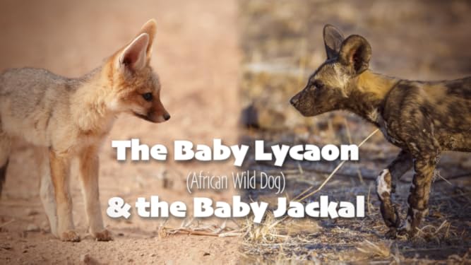 Baby African Jackal