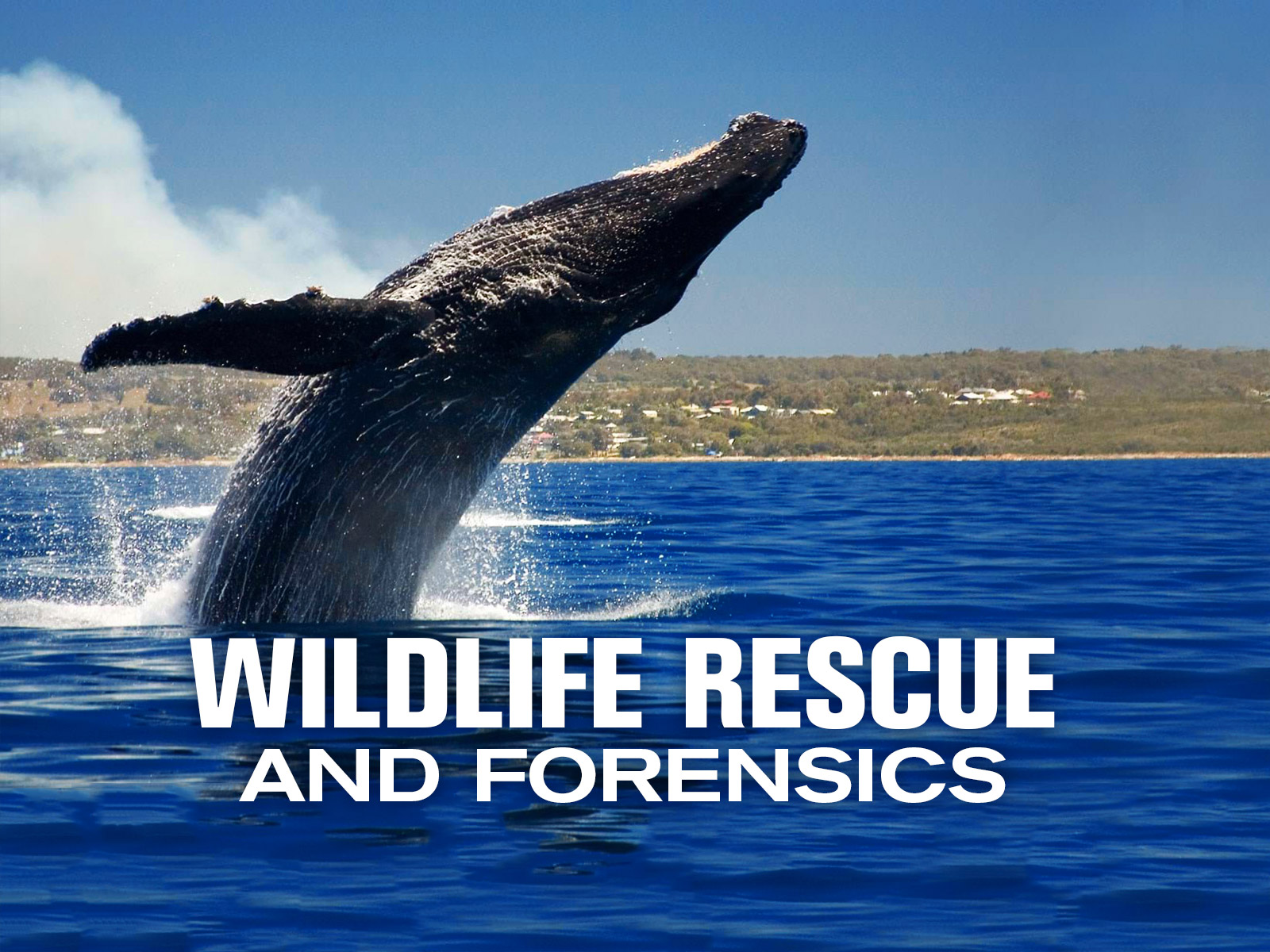 Prime Video: Wildlife Rescue and Forensics - Season 1