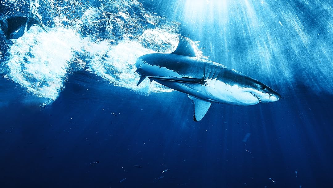 Watch Shark - Season 1 | Prime Video