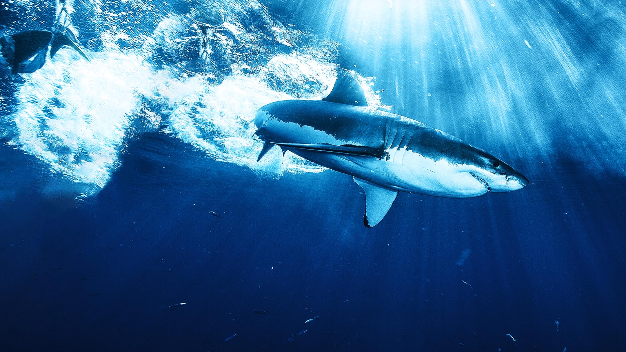 Watch Shark - Season 1 | Prime Video