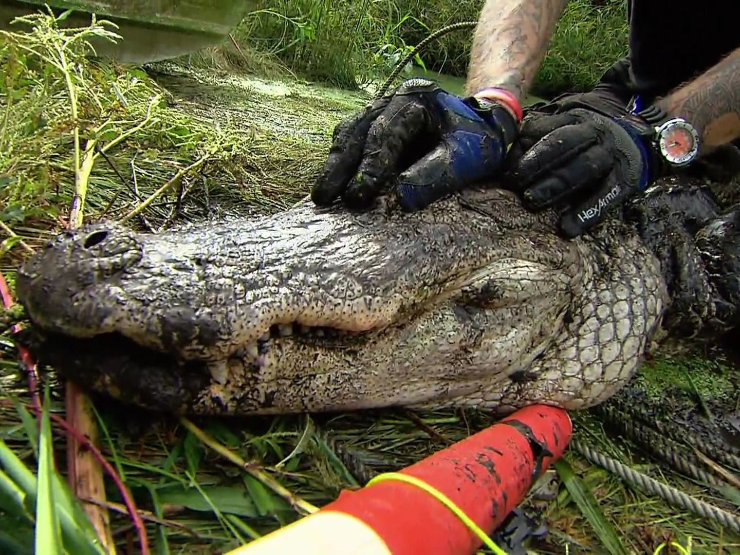 Prime Video: Swamp Brothers - Season 1