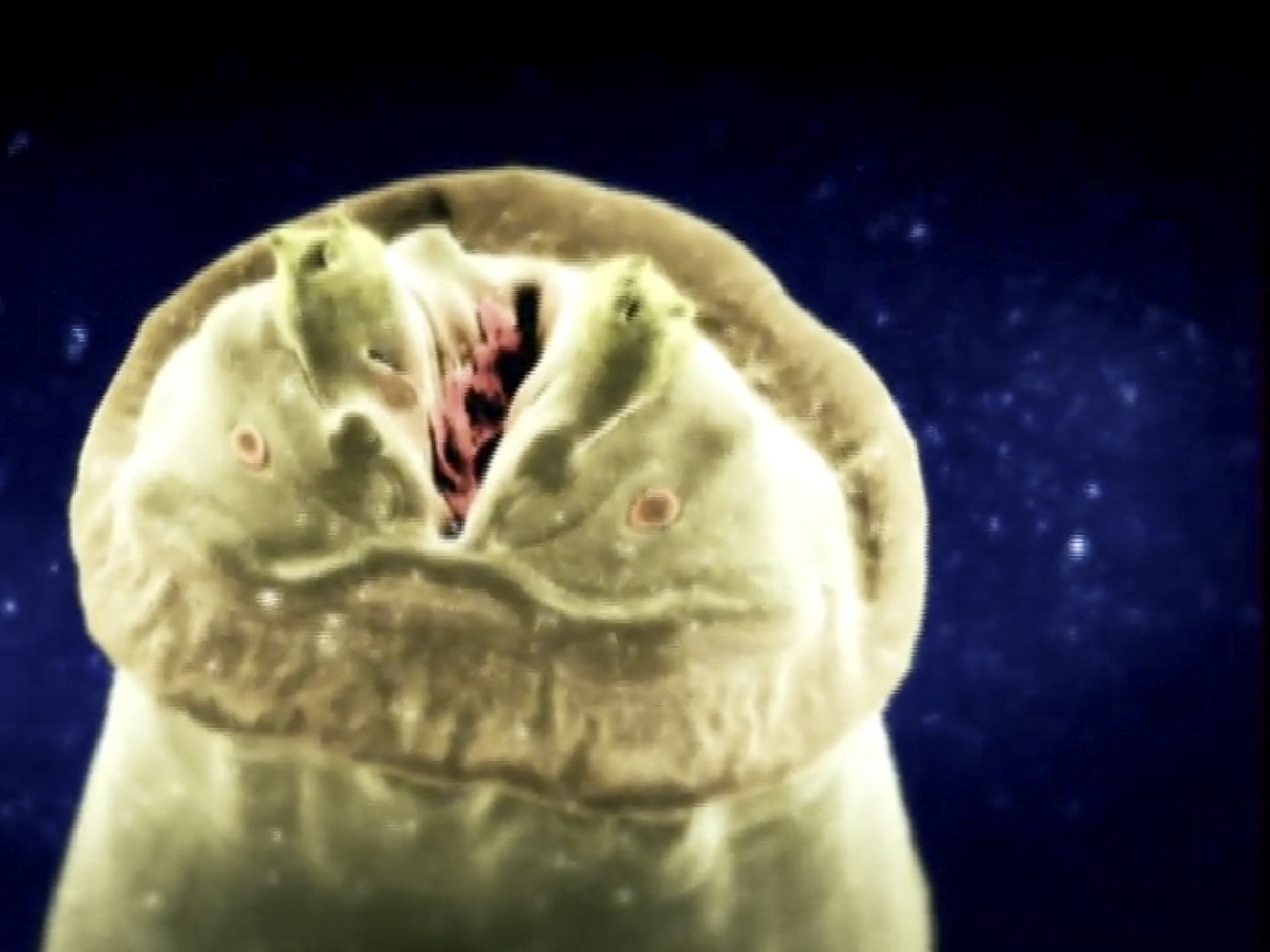 Prime Video: Monsters Inside Me - Season 2