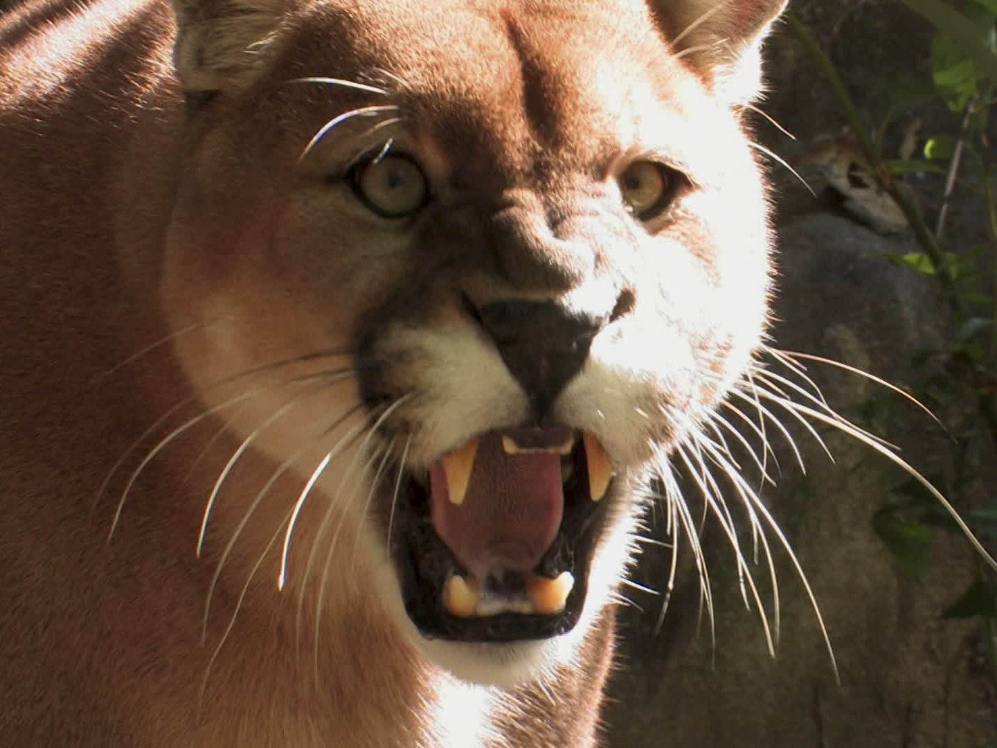 Prime Video: MonsterQuest - Season 1