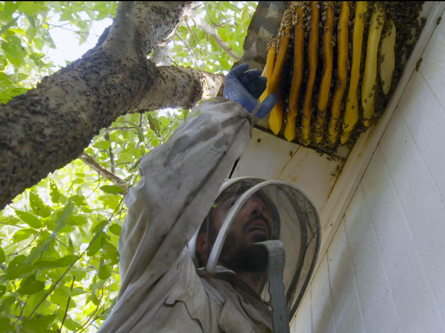 Prime Video: Bee Czar - Season 1
