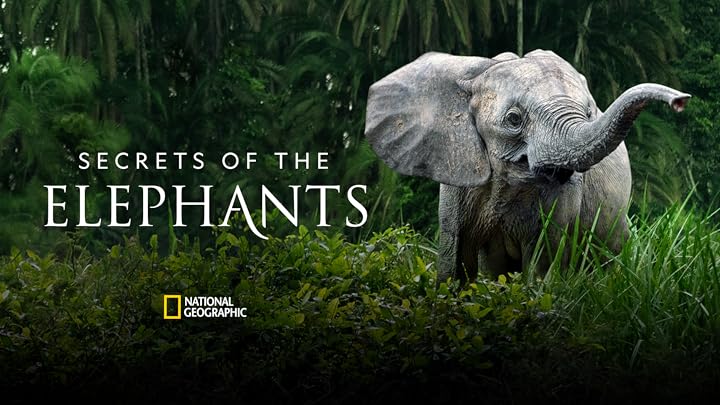 Watch Secrets of the Elephants - Season 1 | Prime Video