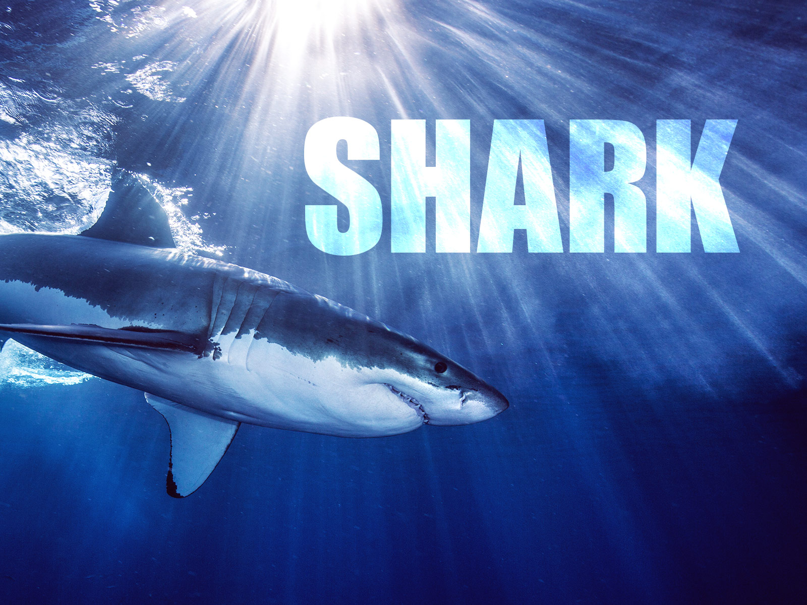Prime Video: Shark - Season 1