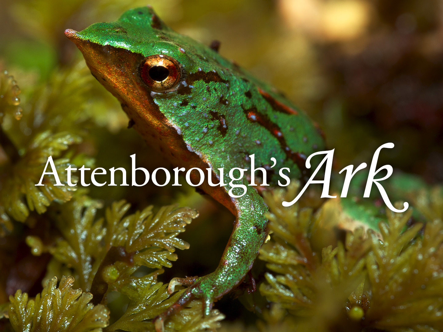 Prime Video: Attenborough's Ark