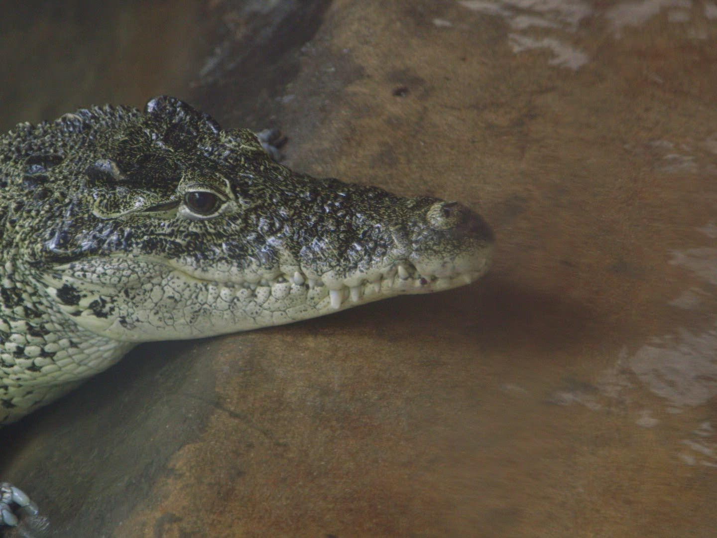 Prime Video: The Zoo - Season 4