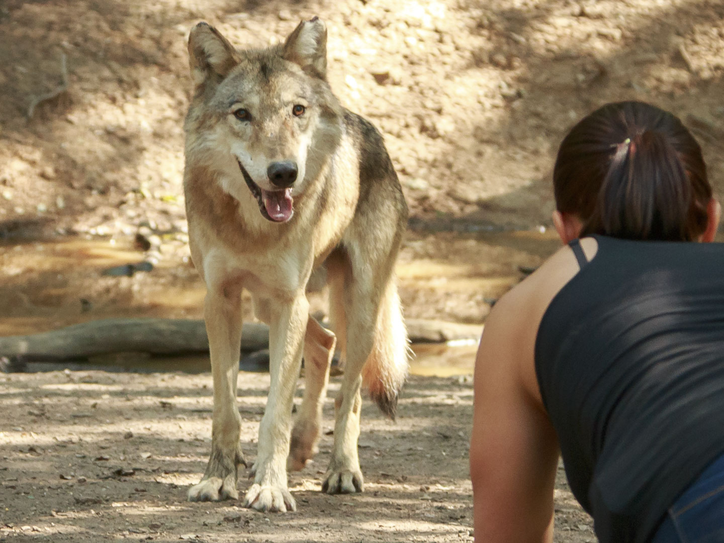Prime Video: Zoltan the Wolfman - Season 1