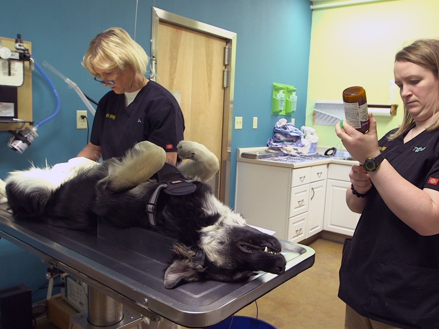 Prime Video: Dr. Dee: Alaska Vet - Season 1