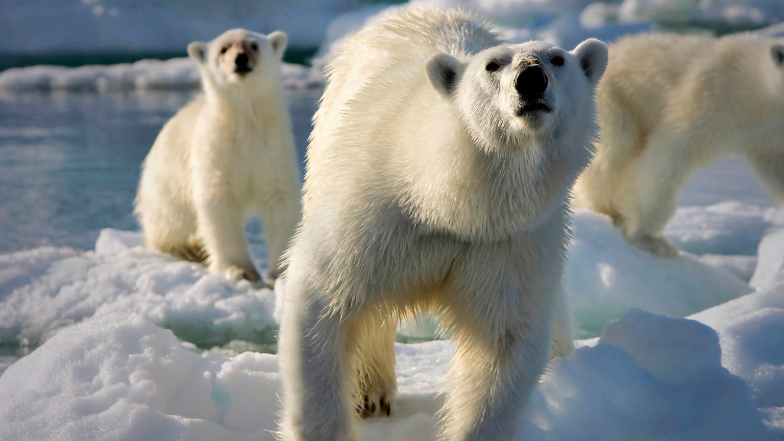 Watch Frozen Planet Season 1 | Prime Video