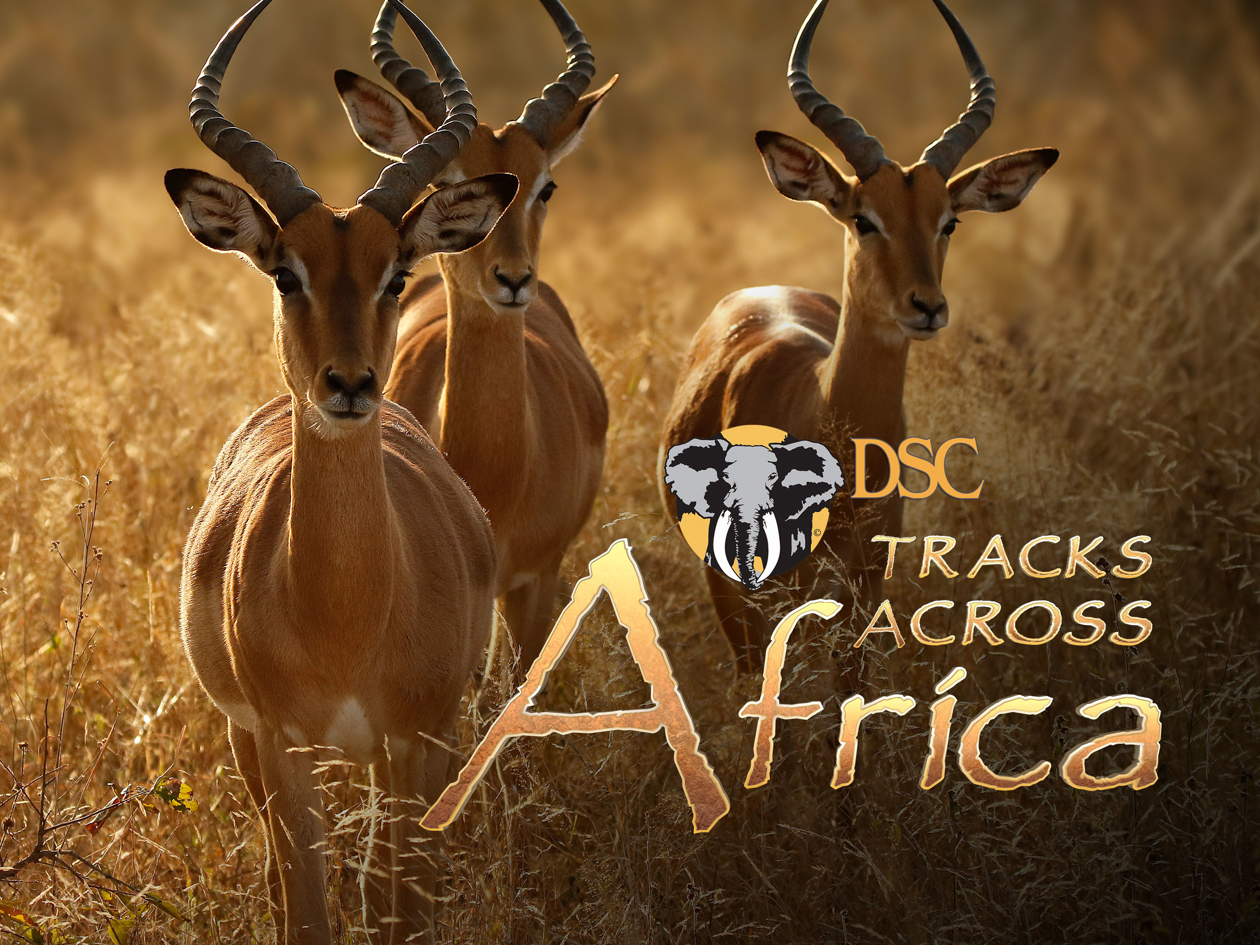 Prime Video: Tracks Across Africa - Season 17