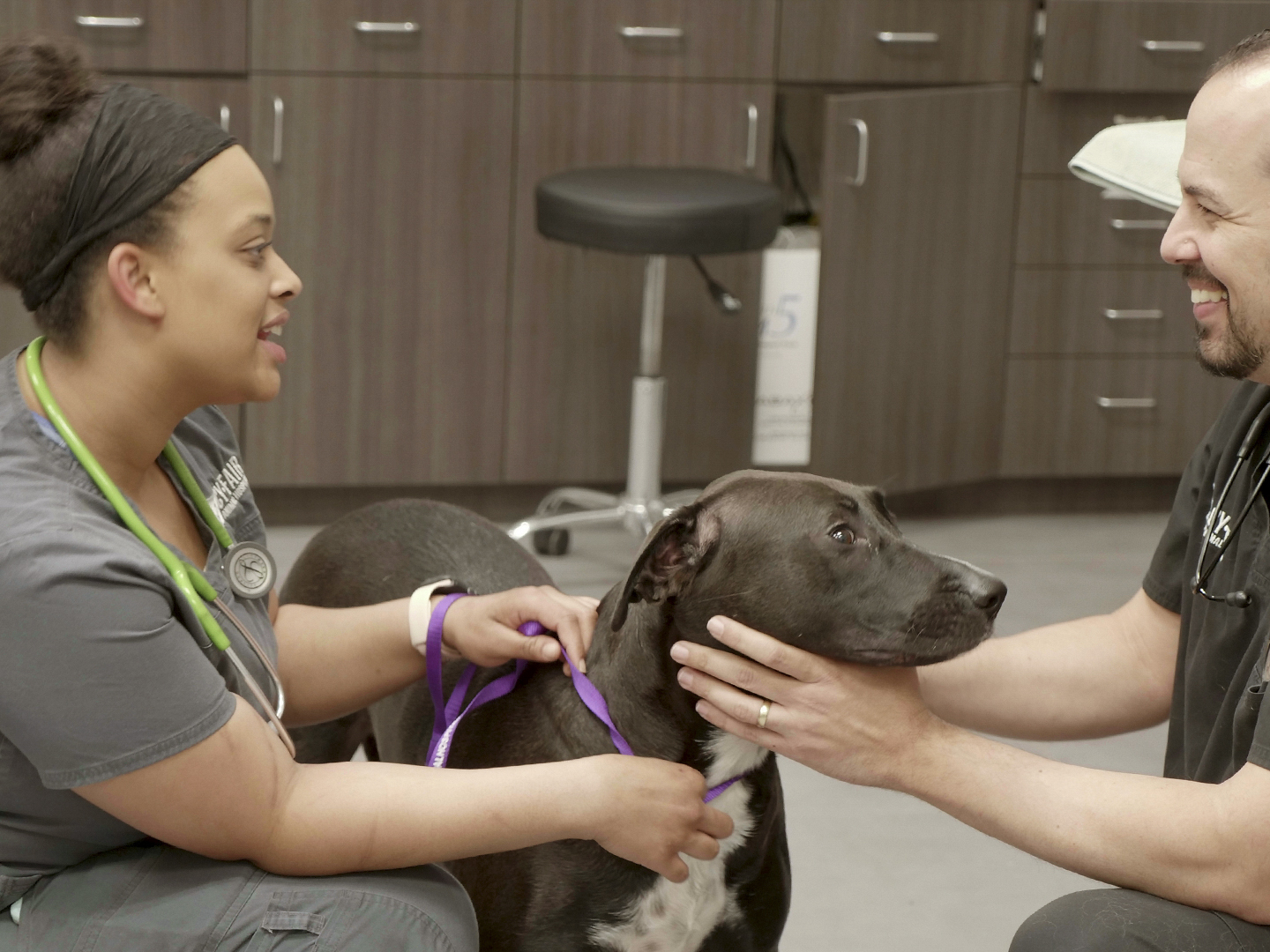 Prime Video: The Vet Life - Season 4