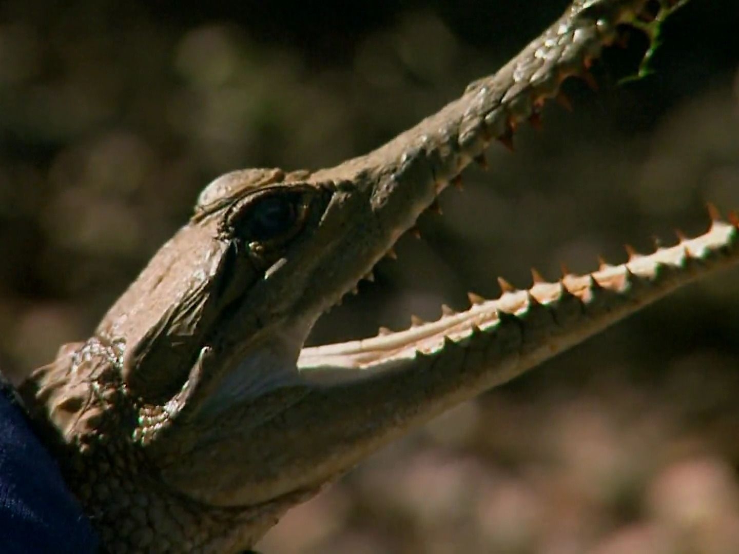 Prime Video: Swamp Brothers - Season 1