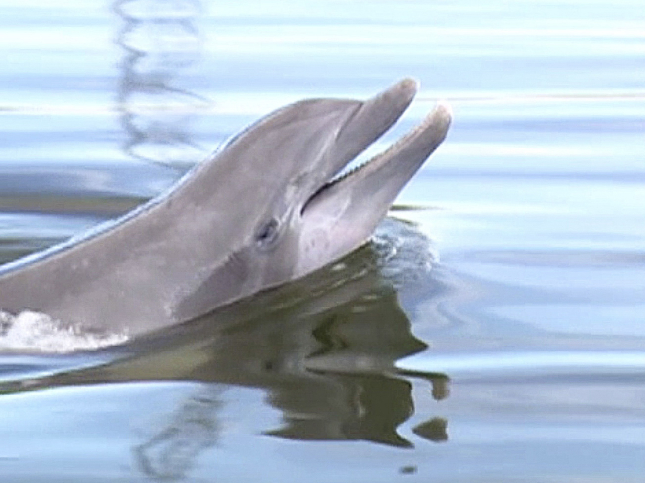 Prime Video: Dolphin Days - Season 1