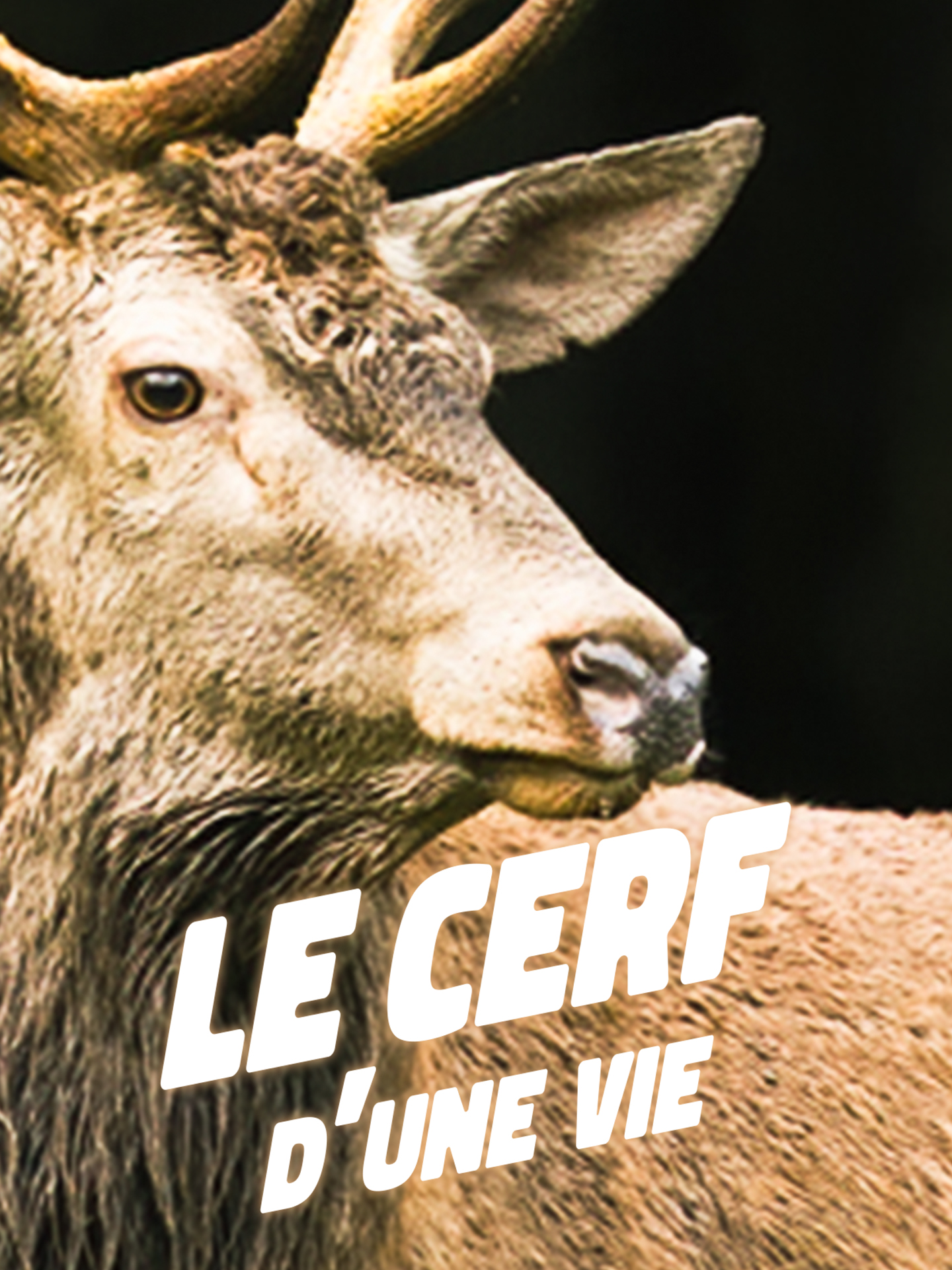 Prime Video: Le cerf d’une vie