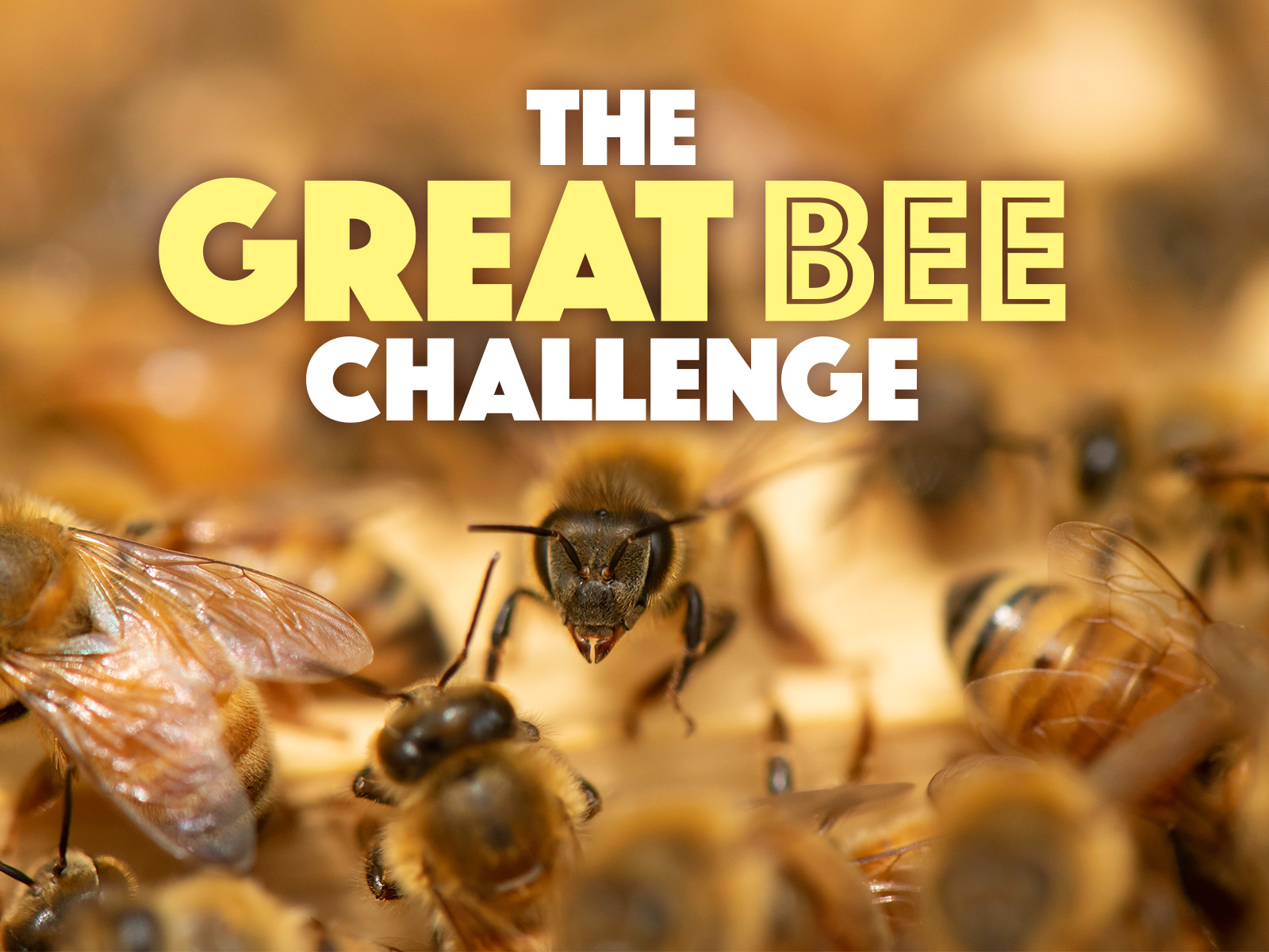 Prime Video: The Great Bee Challenge - Season 20