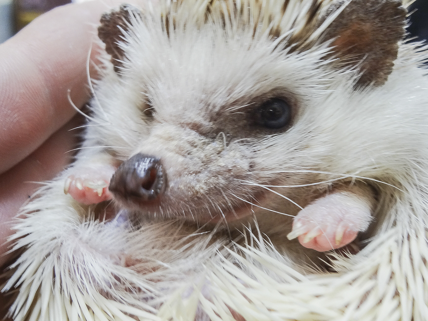 Prime Video: Too Cute! - Season 5