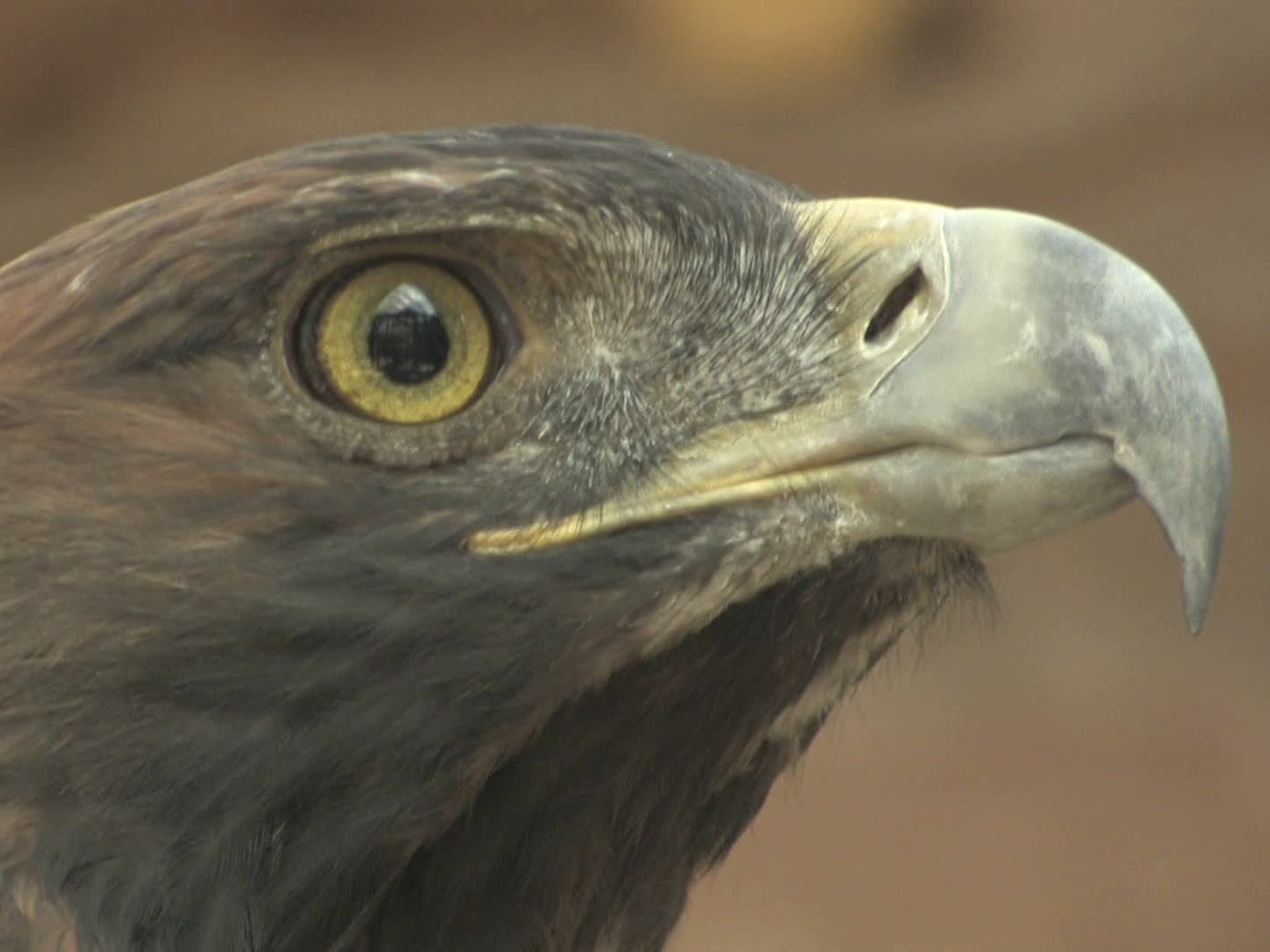 Prime Video: MonsterQuest - Season 1