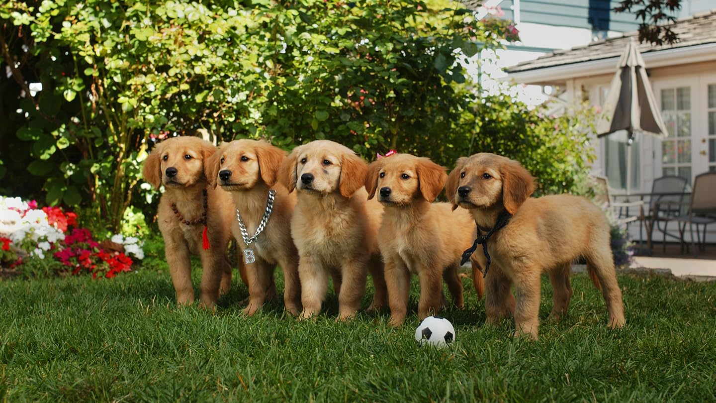 Prime Video: Air Buddies