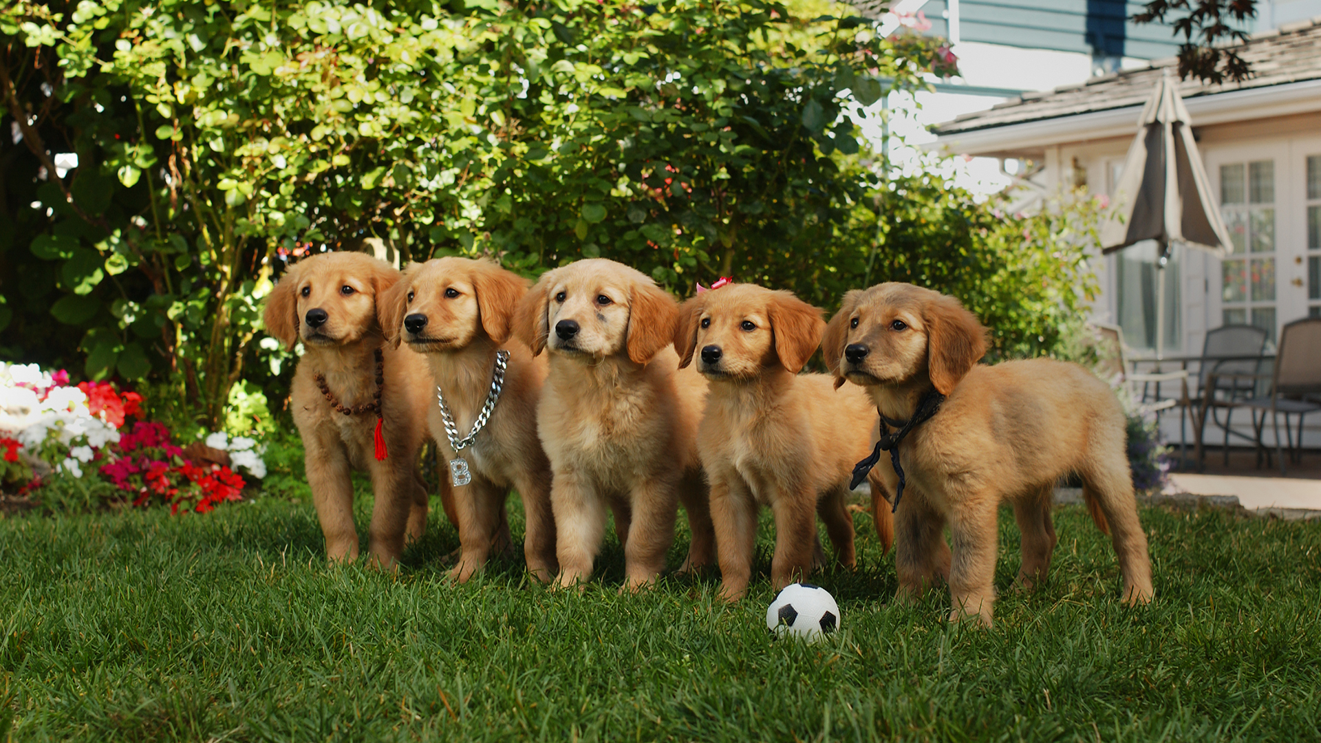 Prime Video: Air Buddies