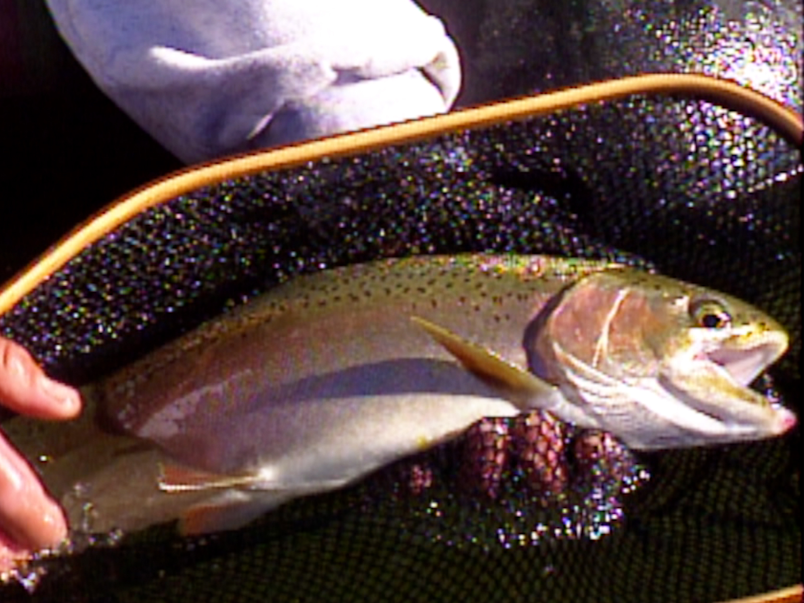 Prime Video: Inside Sportfishing